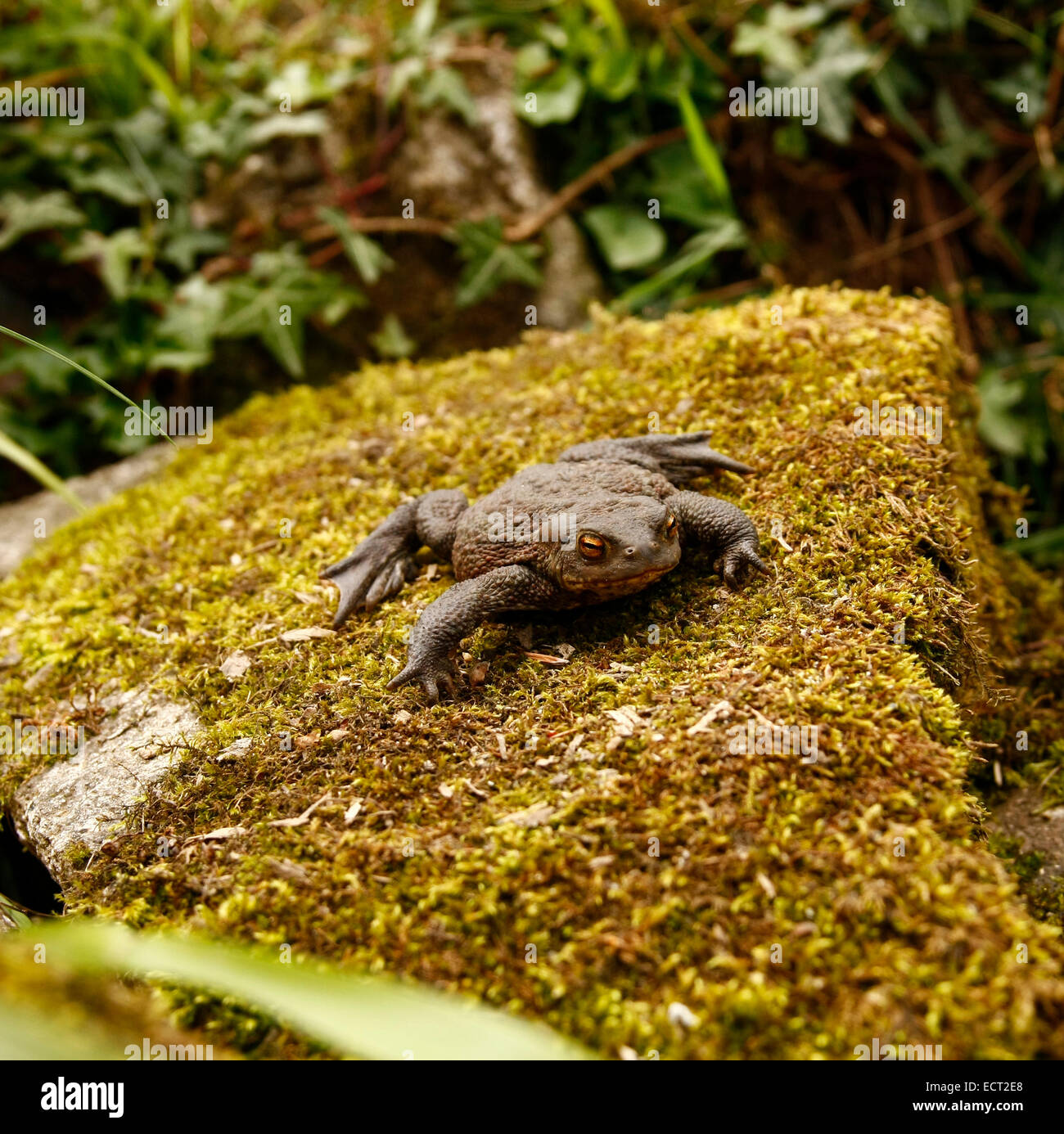 Slow toads hi-res stock photography and images - Alamy