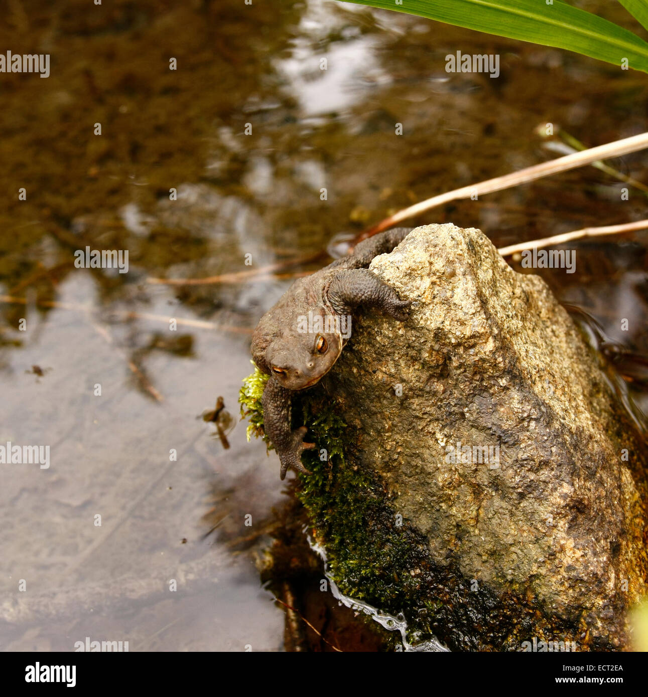 Common Toad in his territory, on the edge of a garden stream with ...