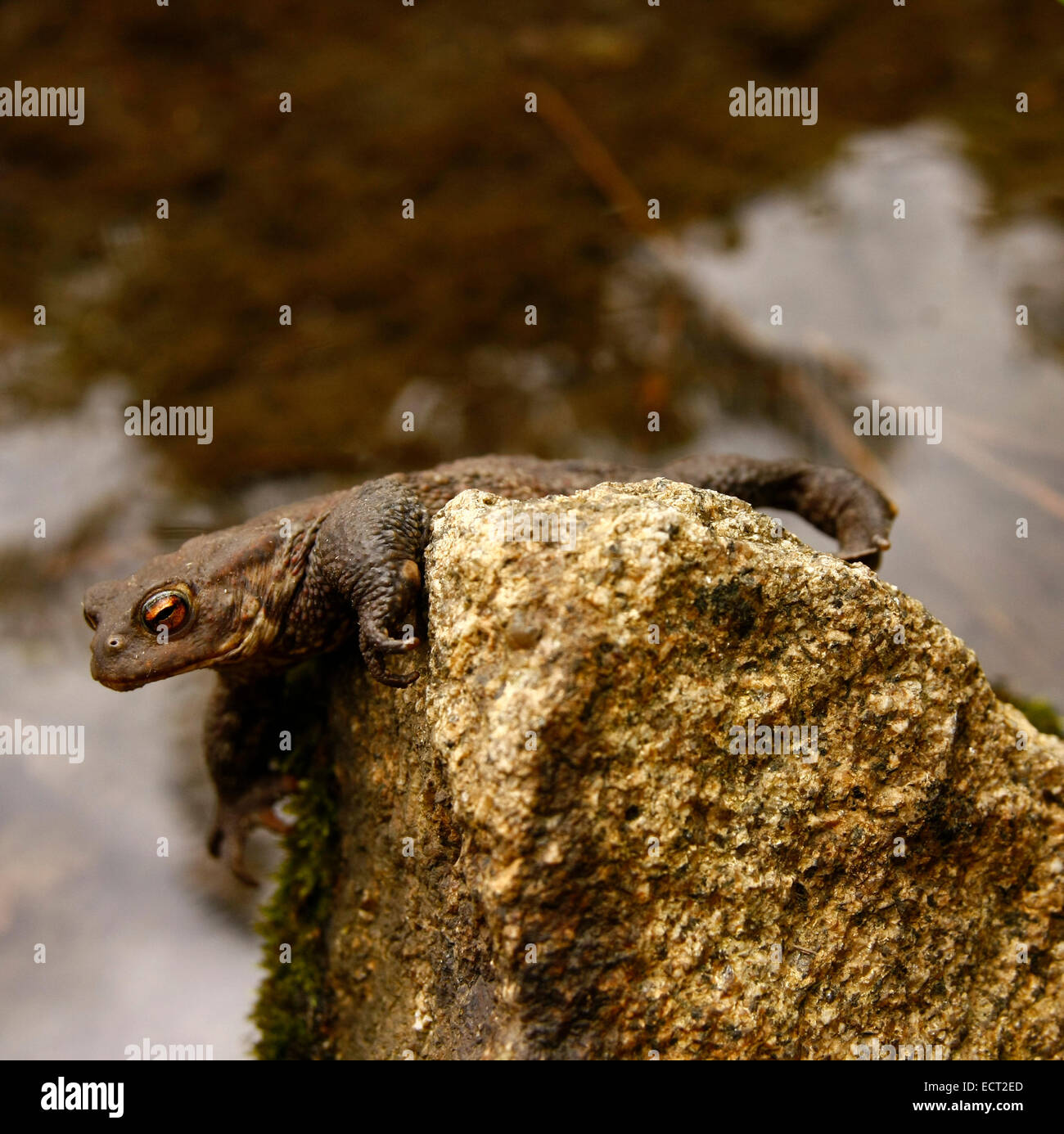 Slow toads hi-res stock photography and images - Alamy