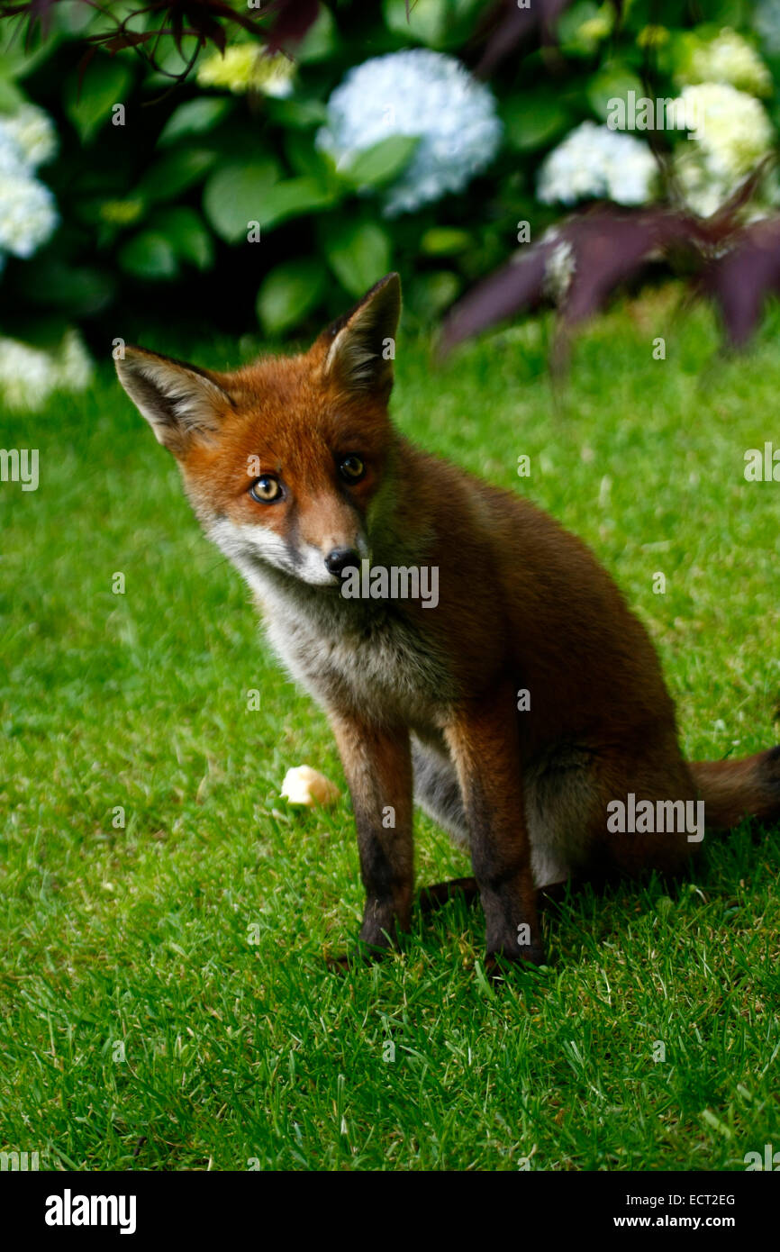 Inquisitive Fox Cub beautiful British wild animal in the English ...