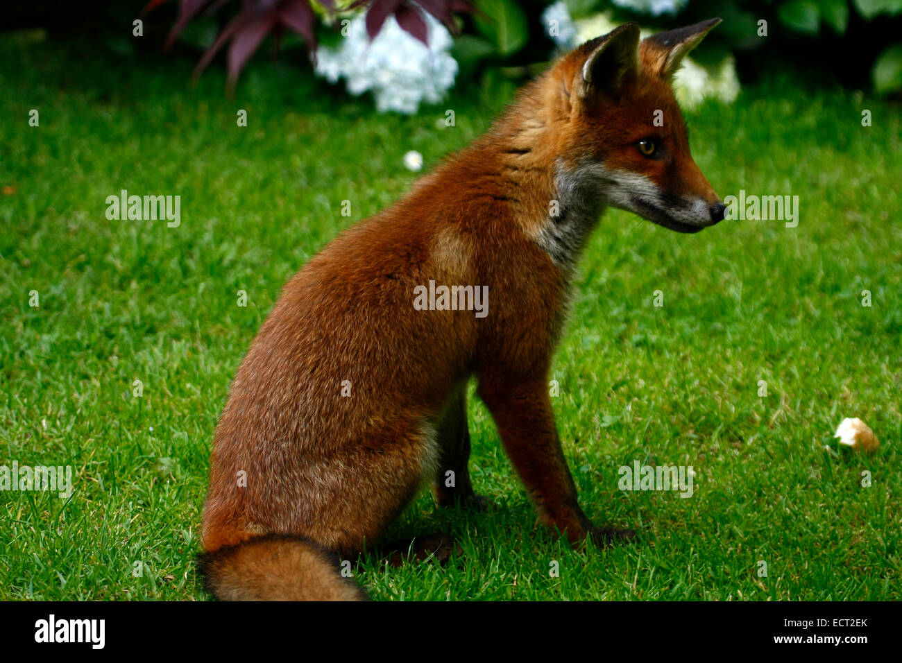 Inquisitive Fox Cub beautiful British wild animal in the English ...