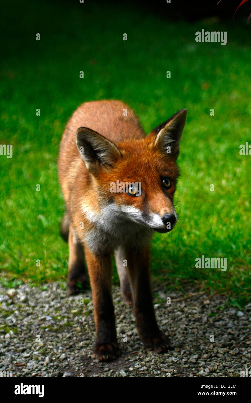 Inquisitive Fox Cub beautiful British wild animal in the English ...