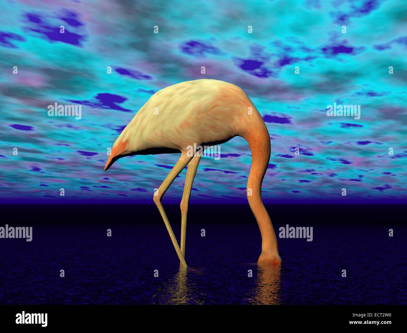 One beautiful white and pink flamingo with head into water as not to ...