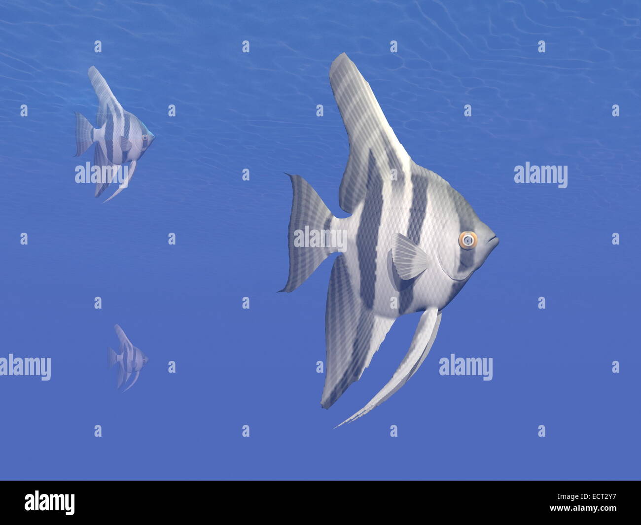 Three angelfishes (pterophyllum altum) swimming in deep blue underwater ...