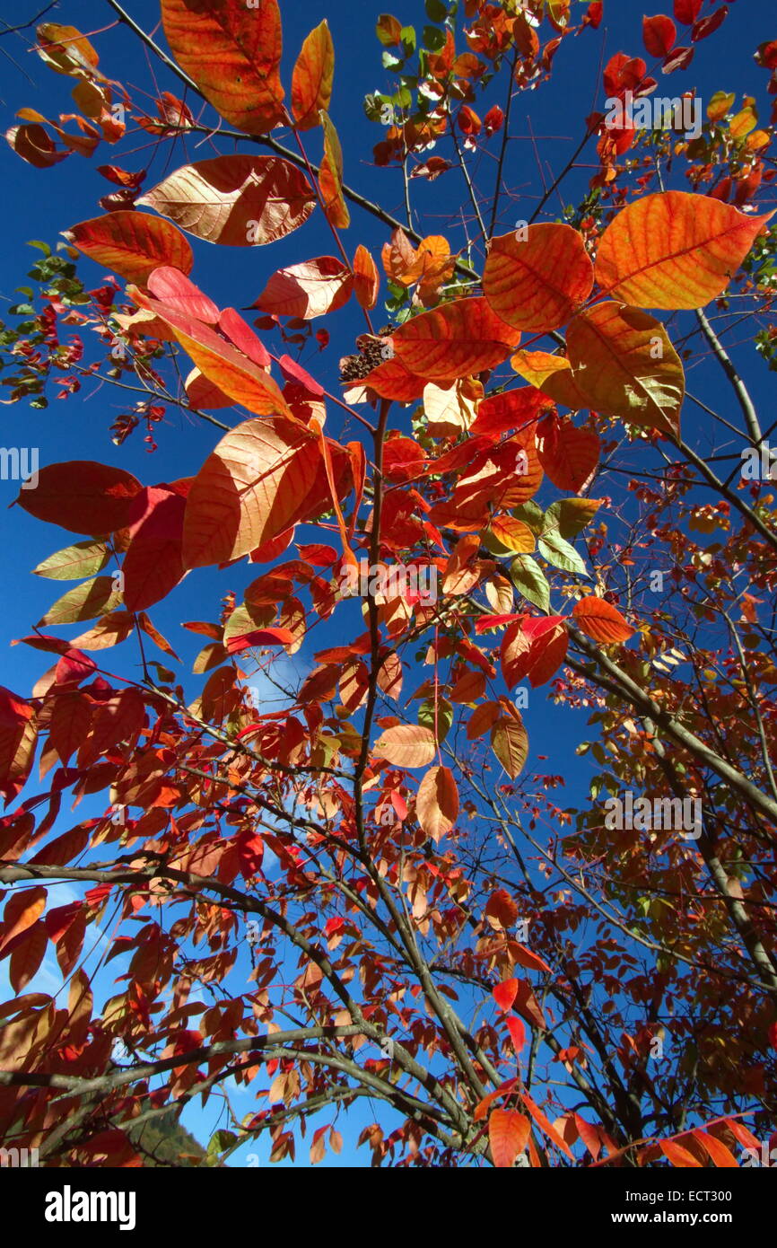 Red oak fall foliage hi-res stock photography and images - Alamy