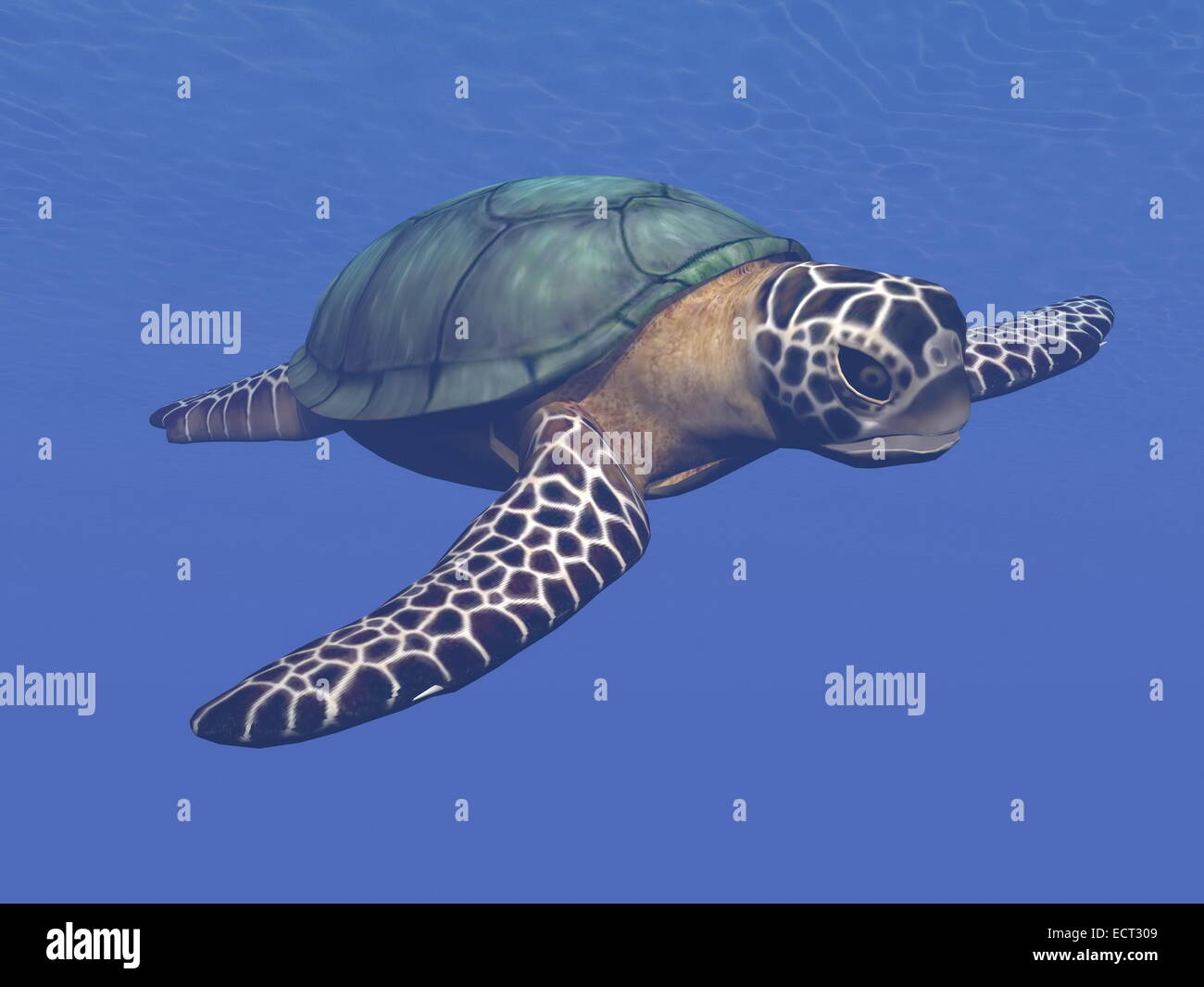 One sea turtle swimming into deep blue water Stock Photo - Alamy