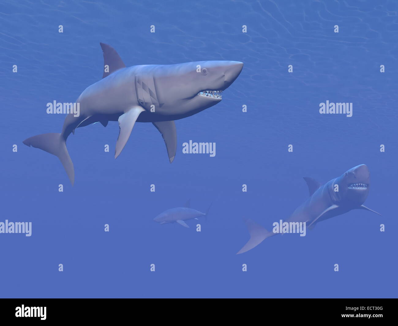 Three sharks swimming into deep blue underwater Stock Photo - Alamy
