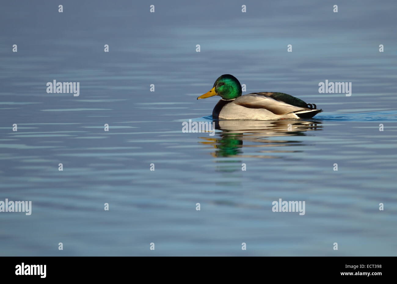 Male mallard duck floating quietly on the water pond Stock Photo - Alamy