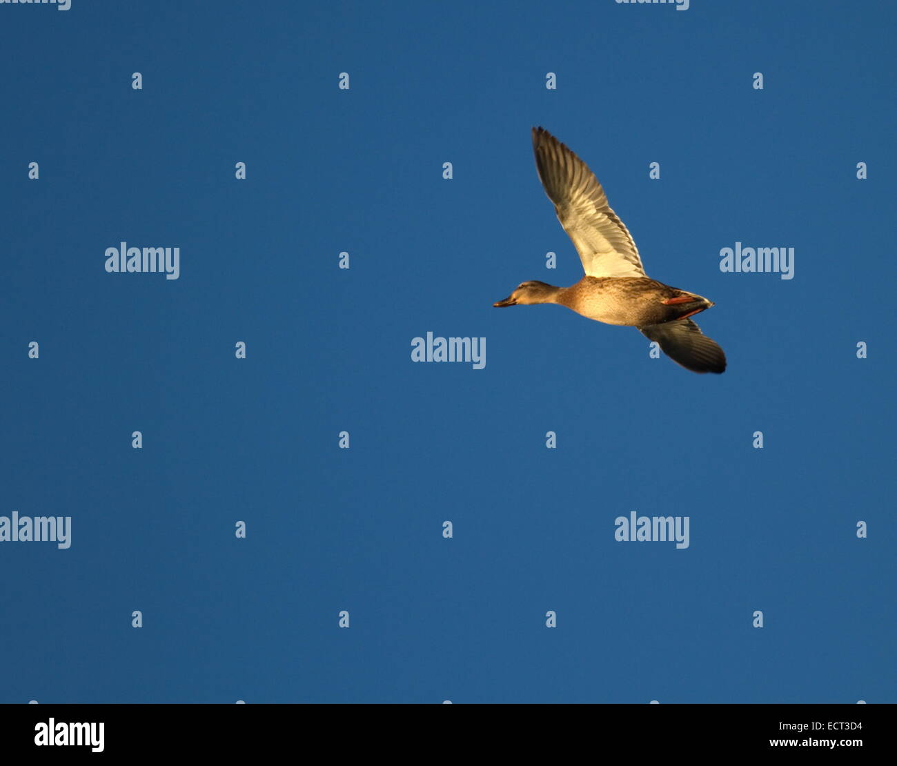 Female mallard duck flying into deep blue sky by sunset Stock Photo - Alamy