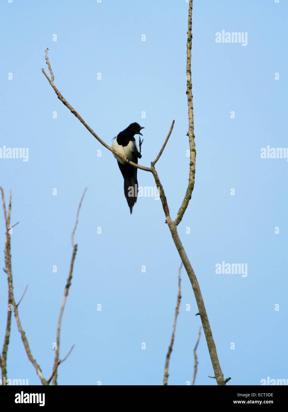 Magpie pica pica beak open hi-res stock photography and images - Alamy