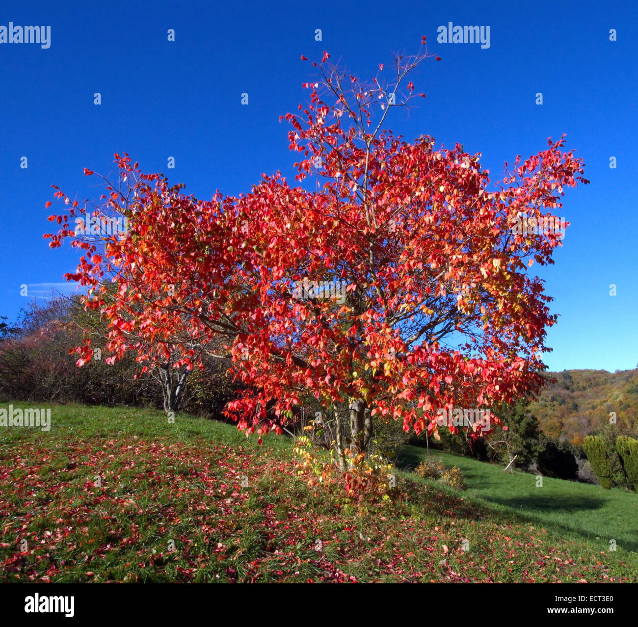 Alone red autumn tree on hill and deep blue sky Stock Photo - Alamy