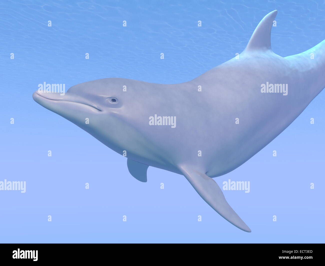 One beautiful dolphin looking at you underwater Stock Photo - Alamy