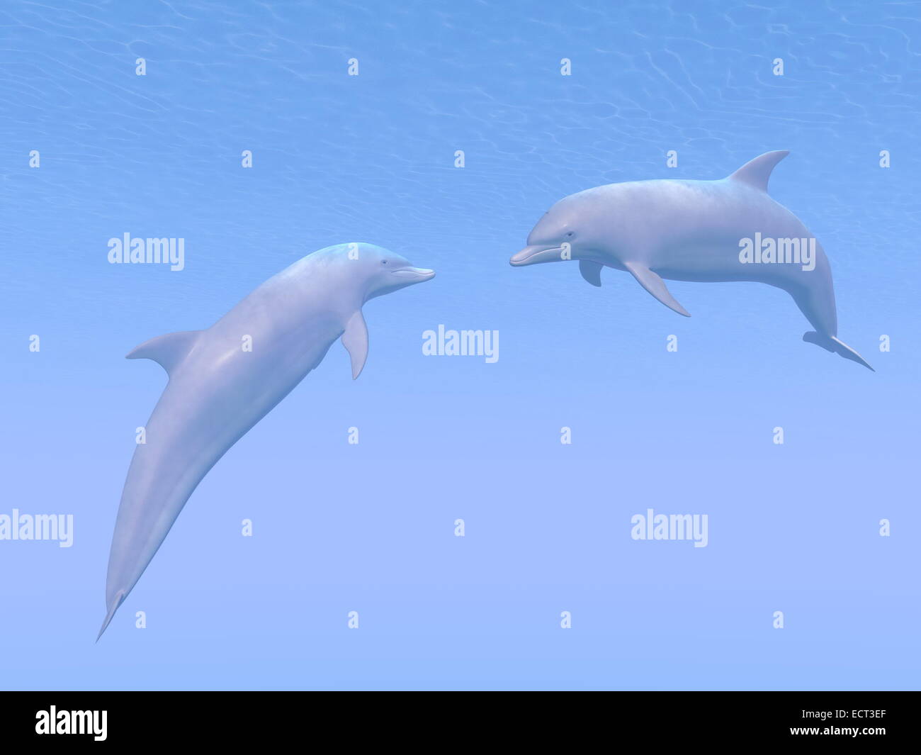 Two dolphins swimming under water hi-res stock photography and images ...