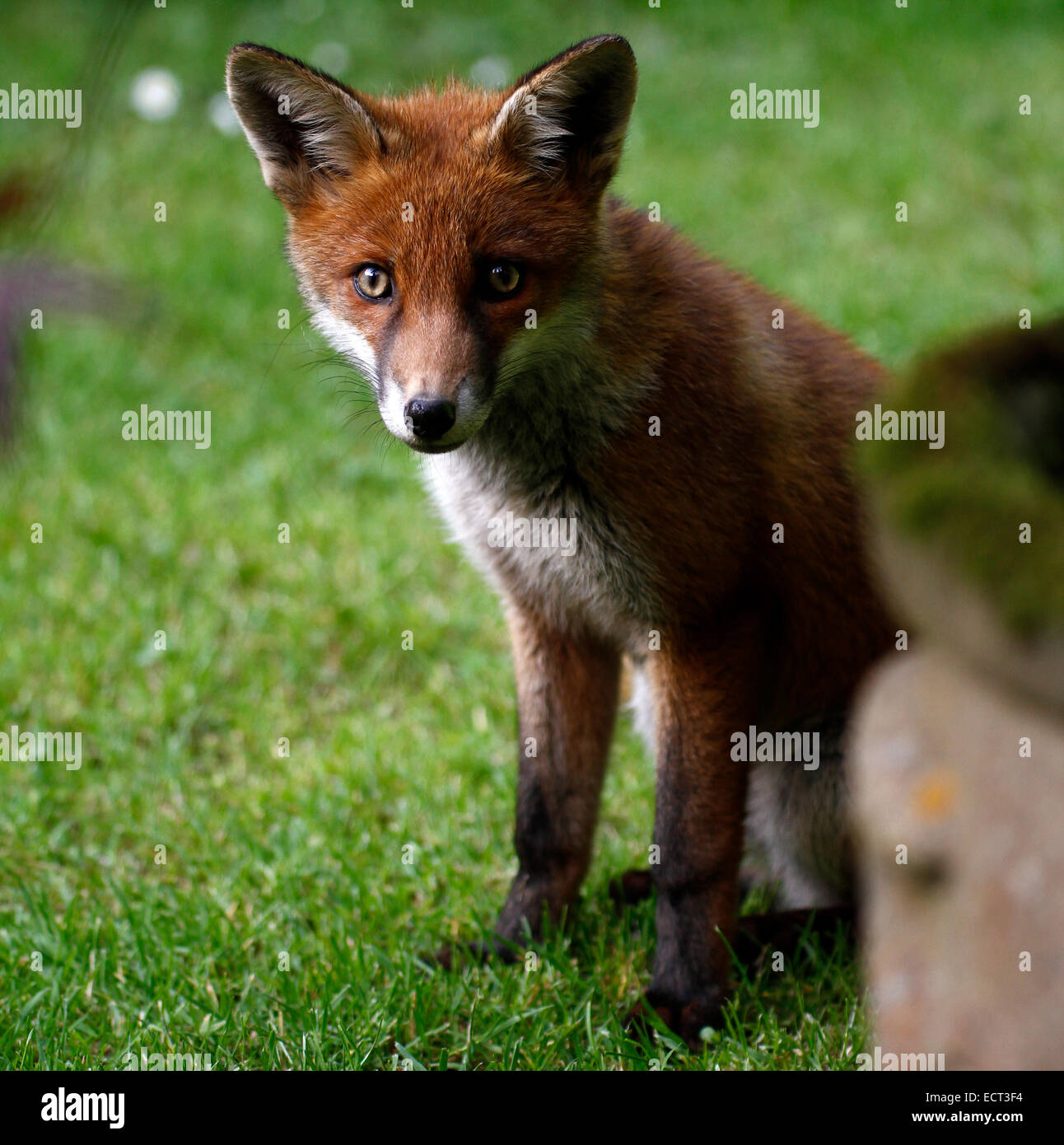 Inquisitive Fox Cub, square picture of the head of a British red fox ...