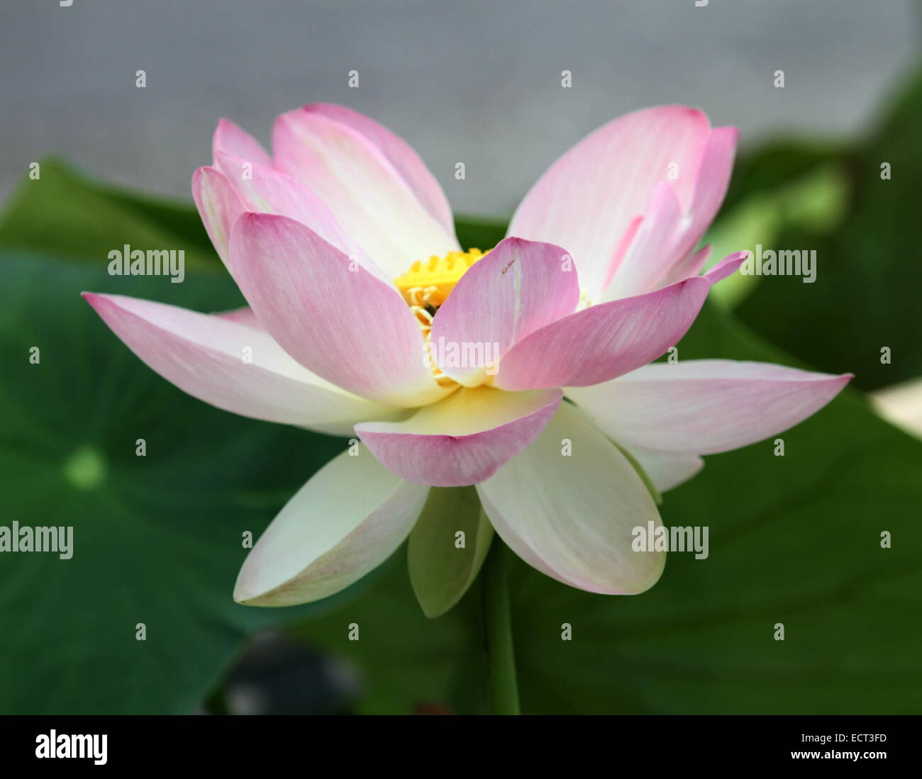 Close up on beautiful white water lily or lotus flower and leaves in a ...