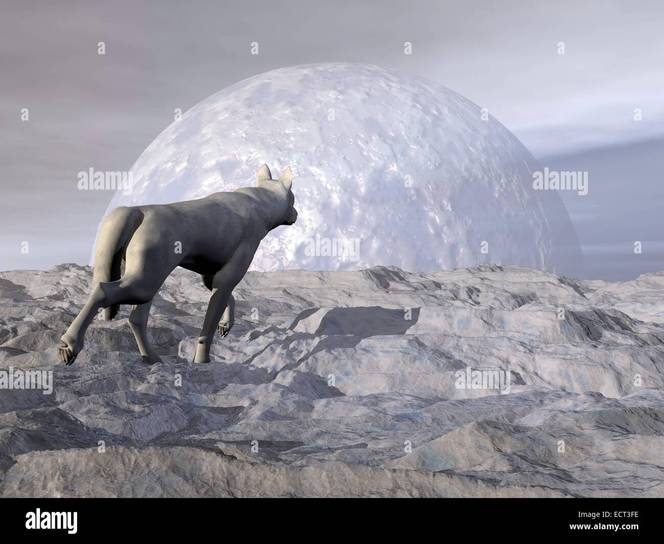 White wolf walking in the snowy mountain by full moon light Stock Photo ...
