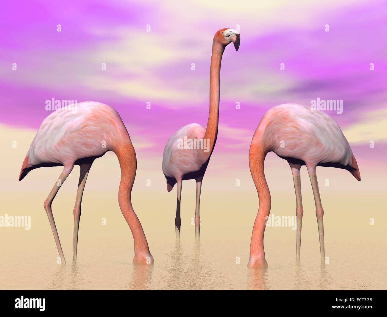Three beautiful pink flamingos, two head into water, and violet sky ...
