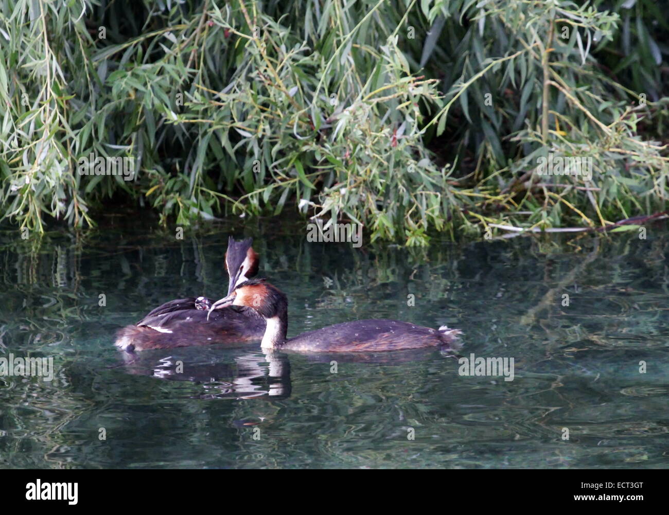 couple of great crested grebe male and female ducks, podiceps cristatus ...
