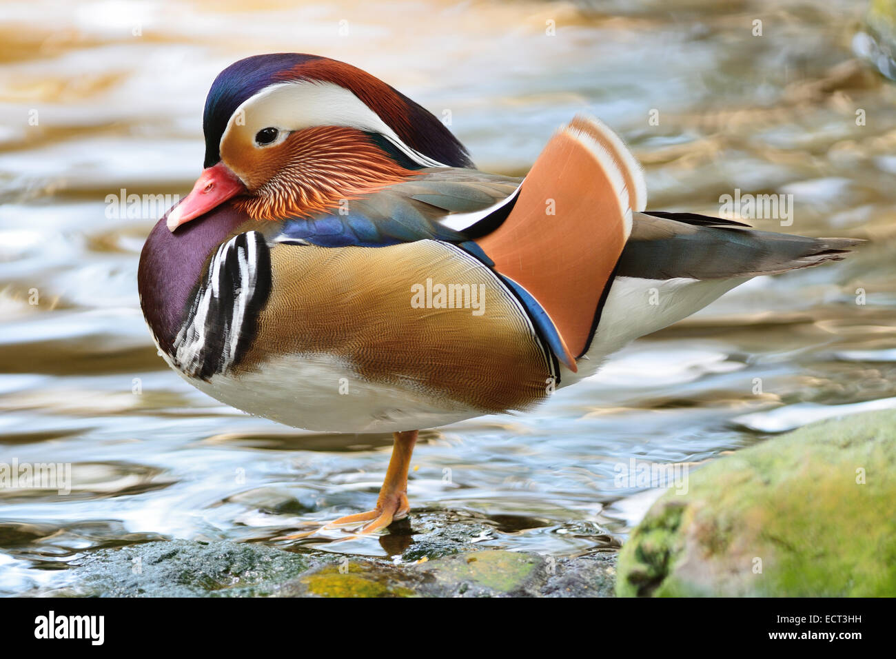 Beautiful male duck, Mandarin Duck (Aix galericulata), side profile ...