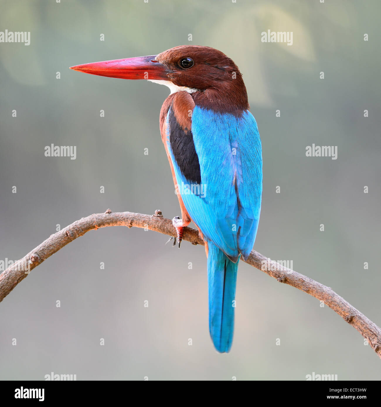 Beautiful Kingfisher bird, White-throated Kingfisher (Halcyon ...