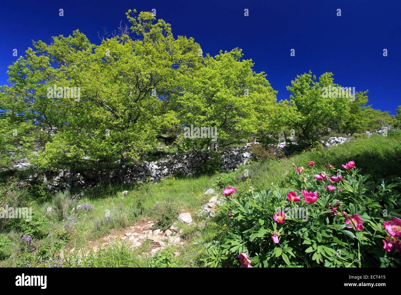 French riviera hiking flowers hi-res stock photography and images - Alamy