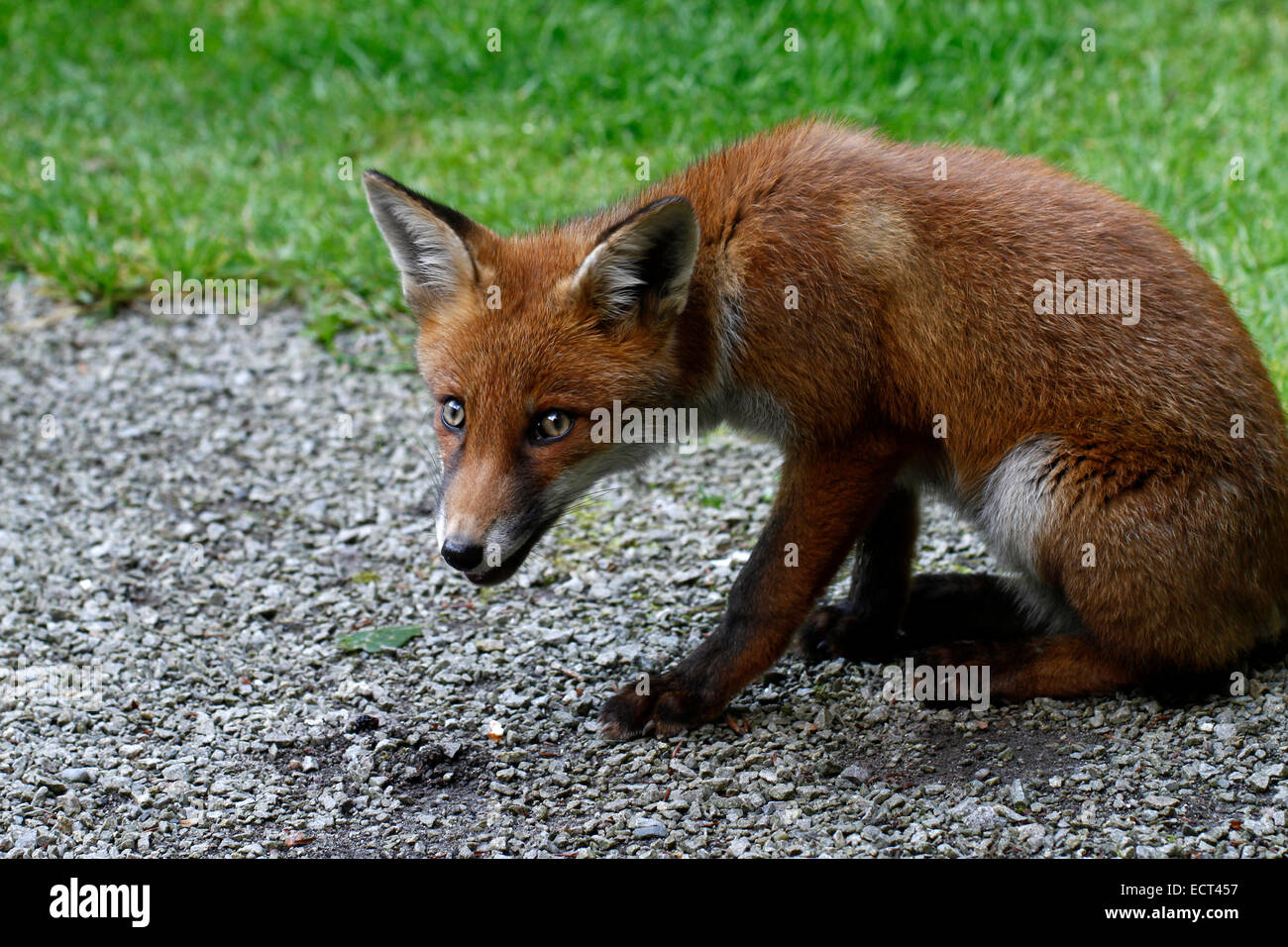 Inquisitive Fox Cub, square picture of the head of a British red fox ...