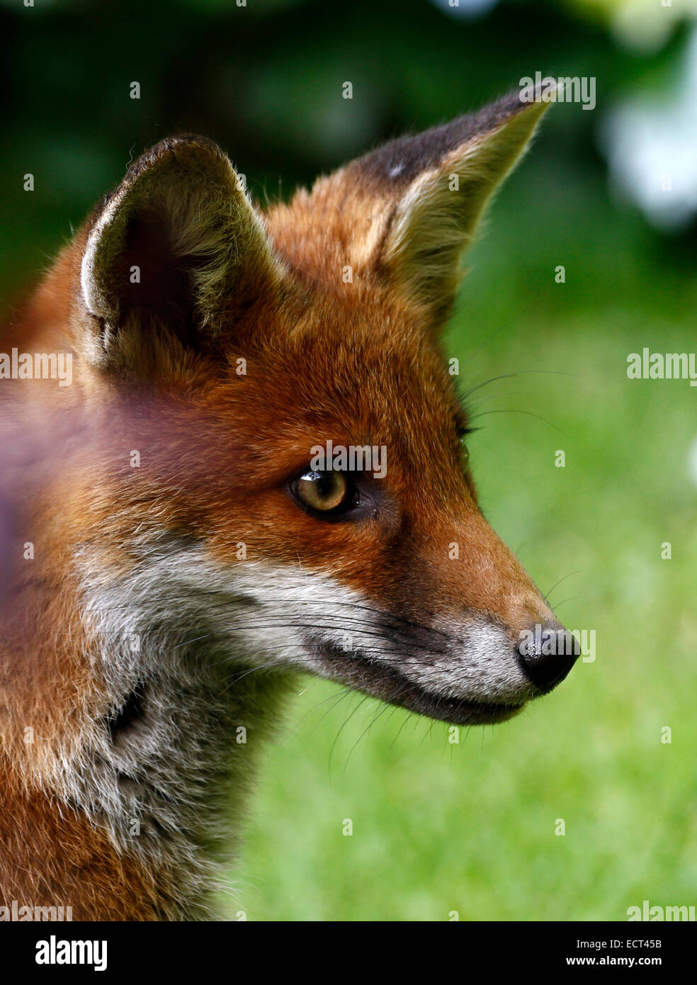 Inquisitive Fox Cub, square picture of the head of a British red fox ...