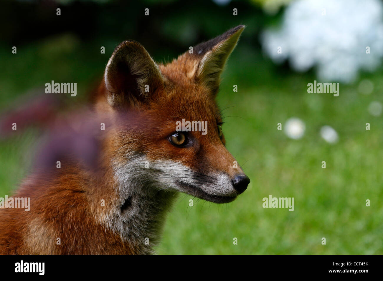 Inquisitive Fox Cub, square picture of the head of a British red fox ...