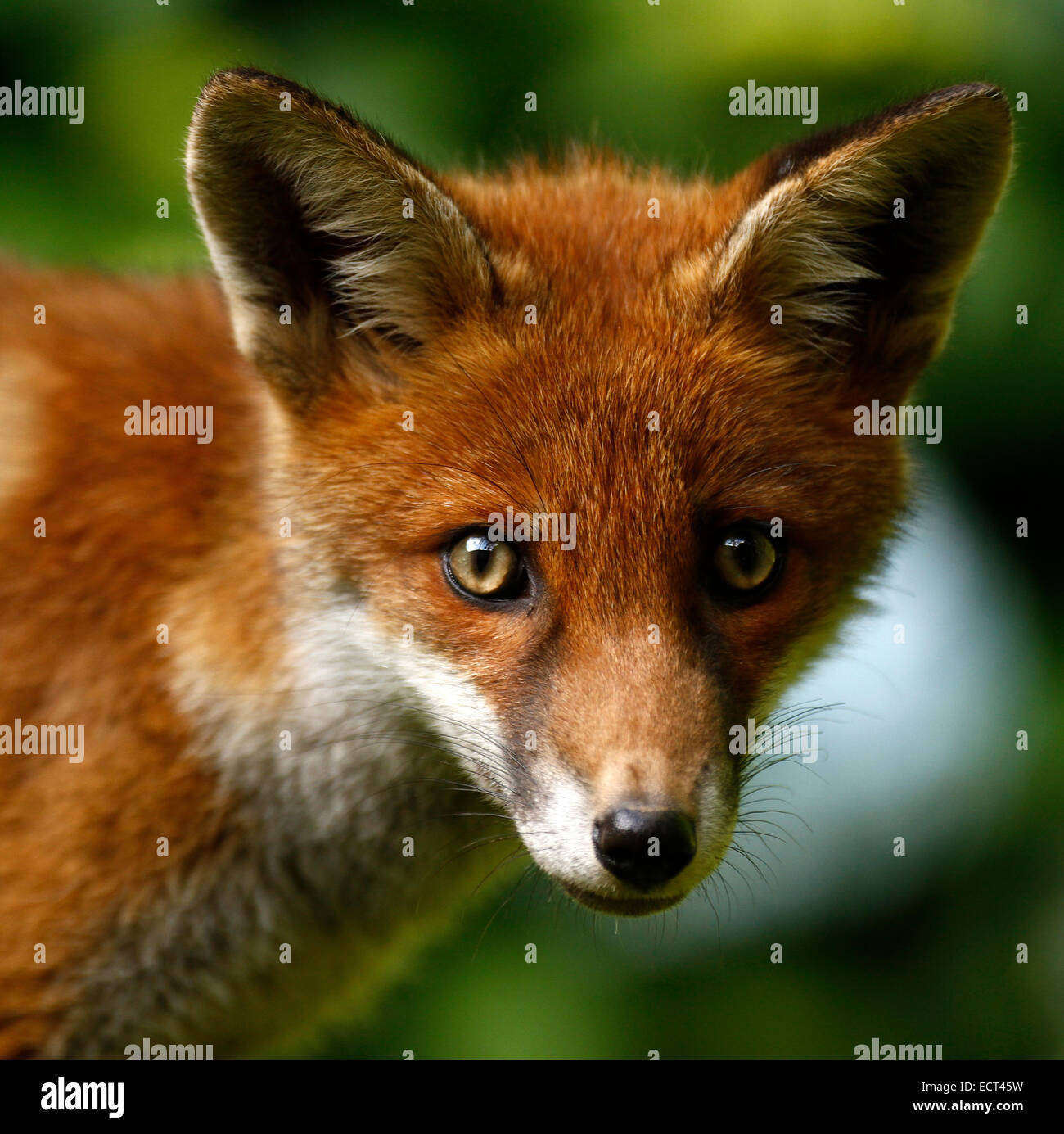 Inquisitive Fox Cub, square picture of the head of a British red fox ...
