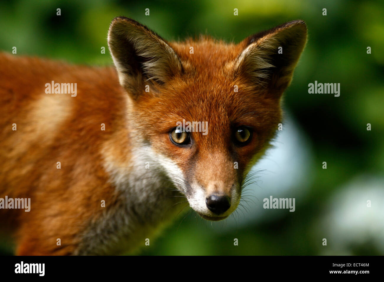 Inquisitive Fox Cub head study bright clear eyes alert ears shiny black ...