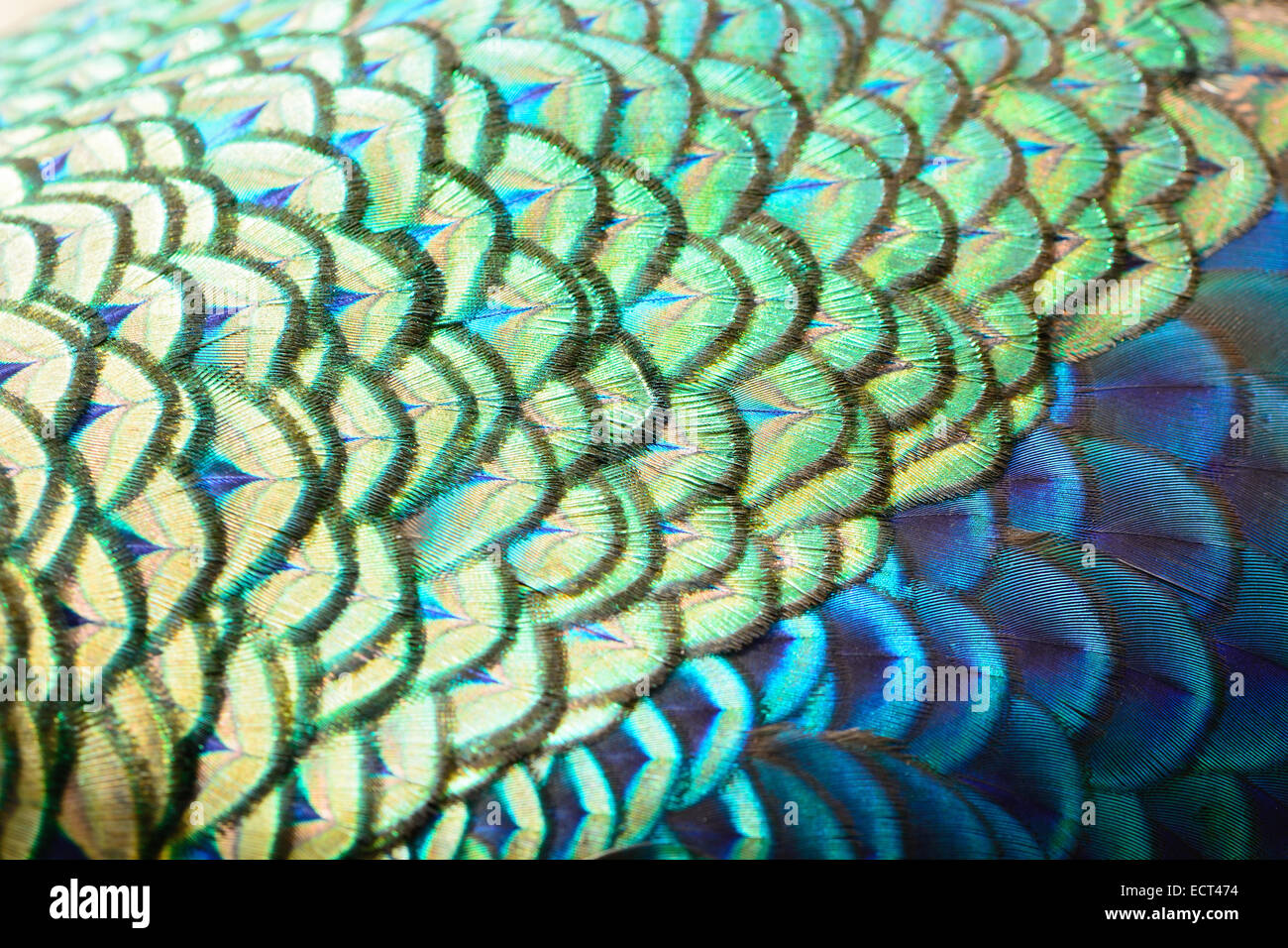 Peacock blue texture hi-res stock photography and images - Alamy