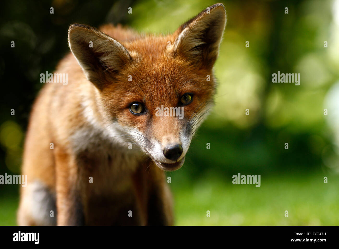 Inquisitive Fox Cub watching us close by, sat down relaxed British ...