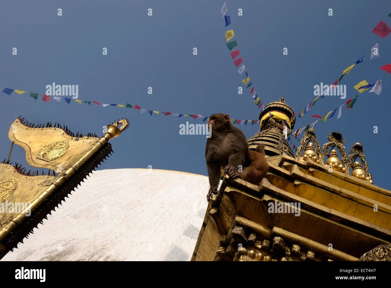 Swayambhu stupa monkey temple in hi-res stock photography and images ...