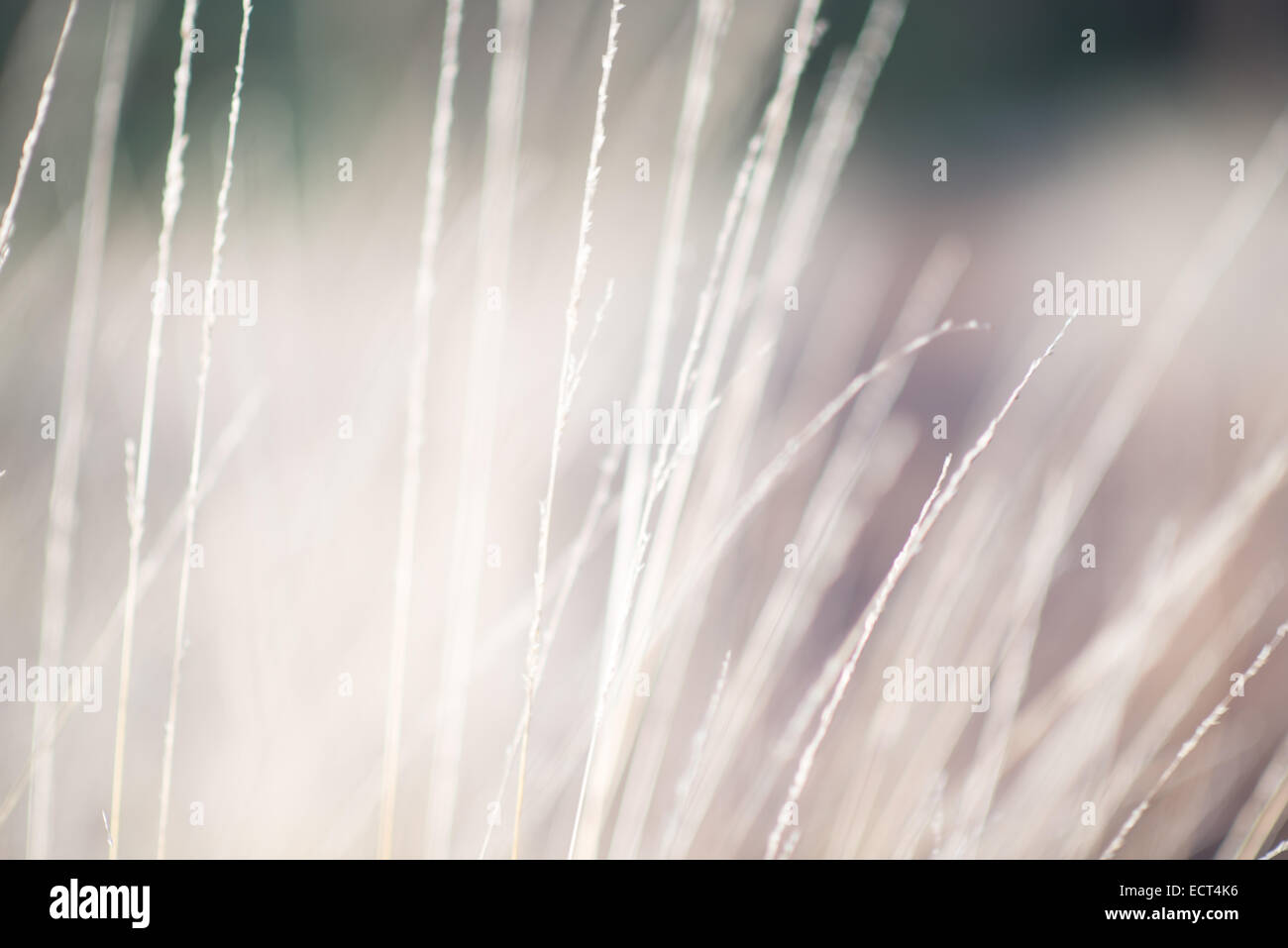 Tall grass ecosystem hi-res stock photography and images - Alamy