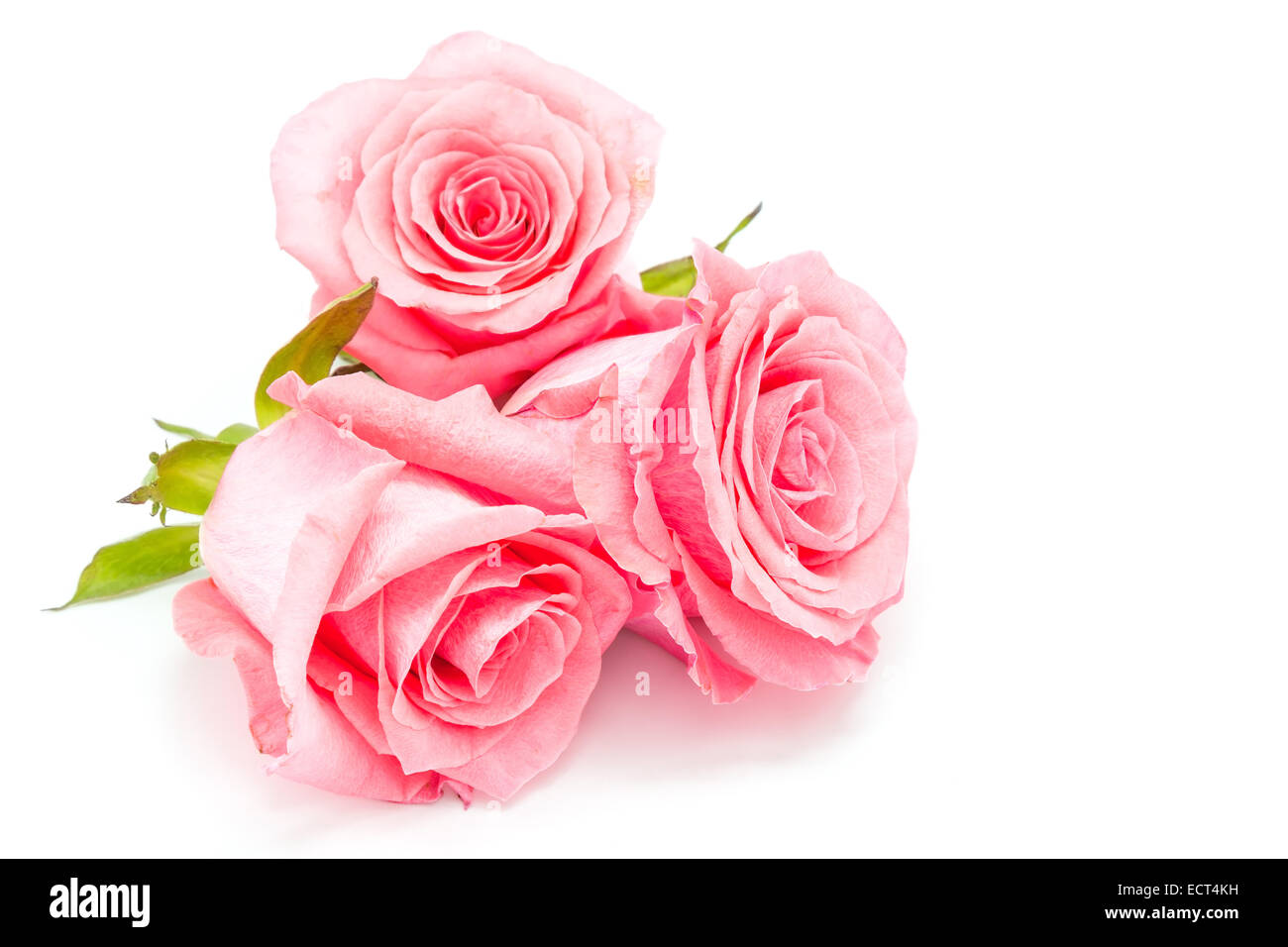 Beautiful pink rose isolated on white background Stock Photo - Alamy