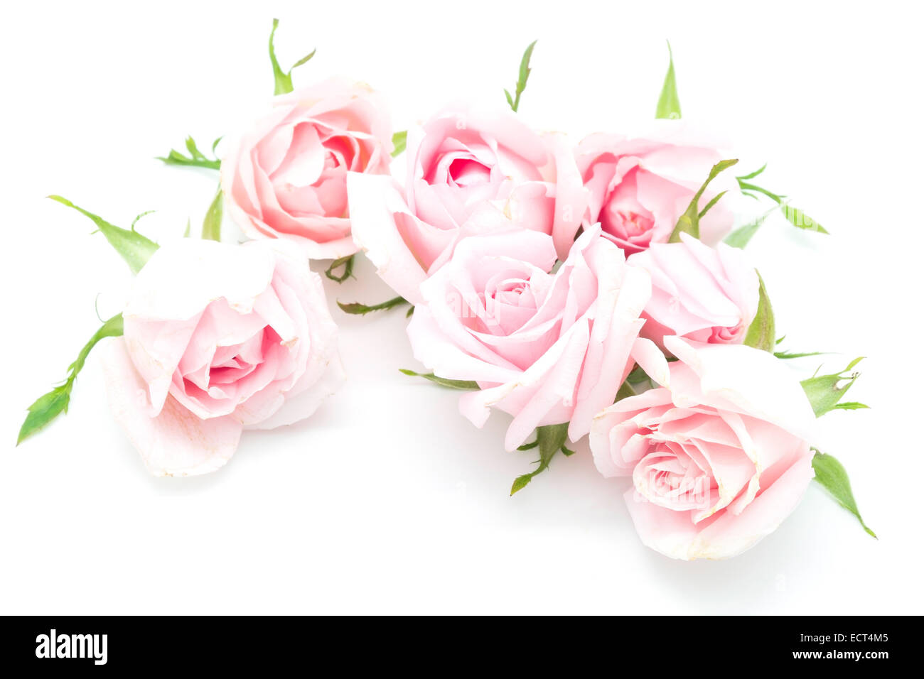 Beautiful pink rose isolated on white background Stock Photo - Alamy