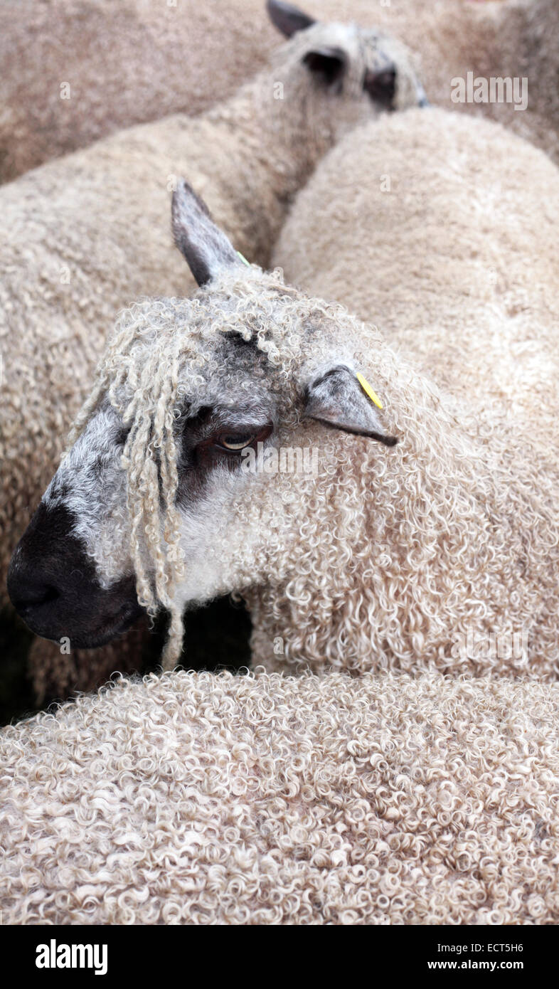Teeswater Sheep at an agricultural show. UK Stock Photo - Alamy