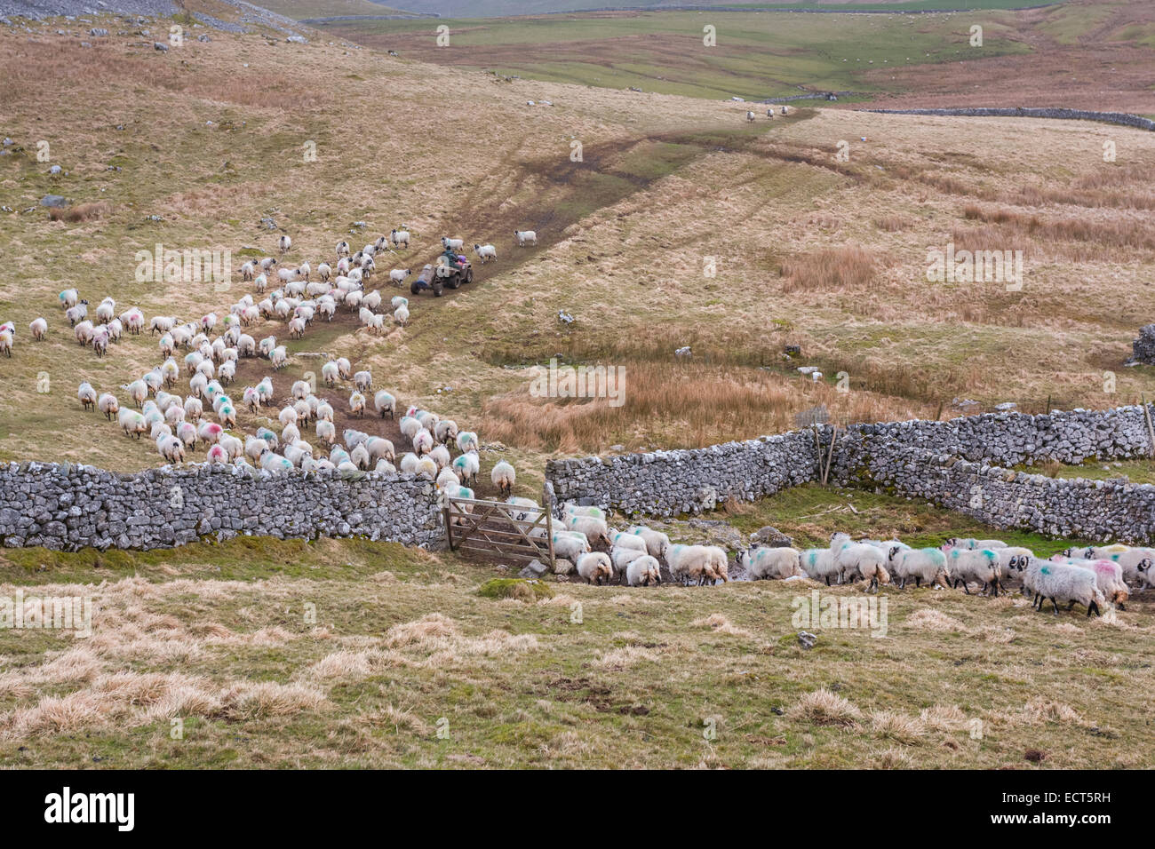 Farmer herding Swaledale sheep on quad bike in Yorkshire Dales ...