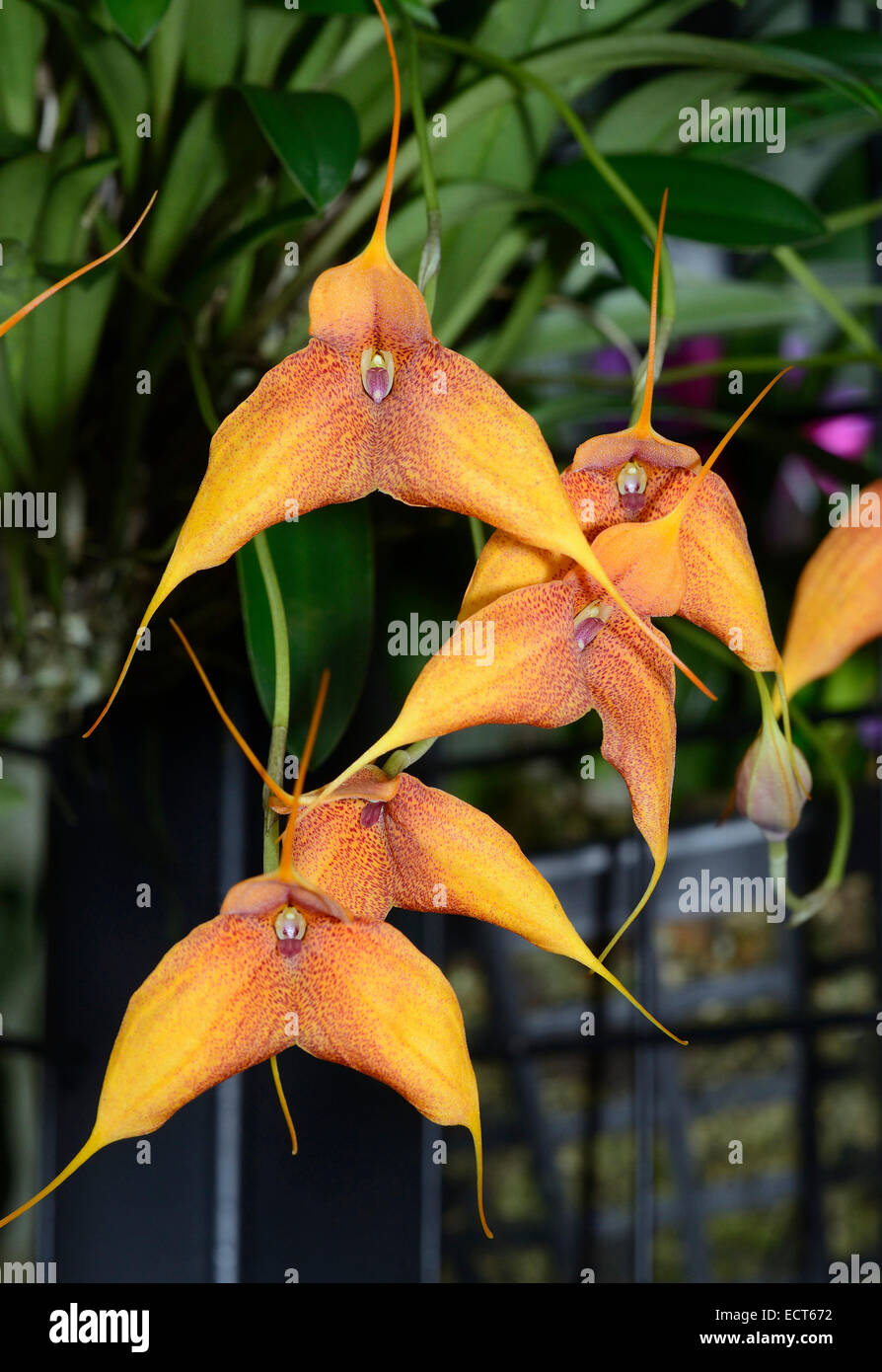 Masdevallia hi-res stock photography and images - Alamy
