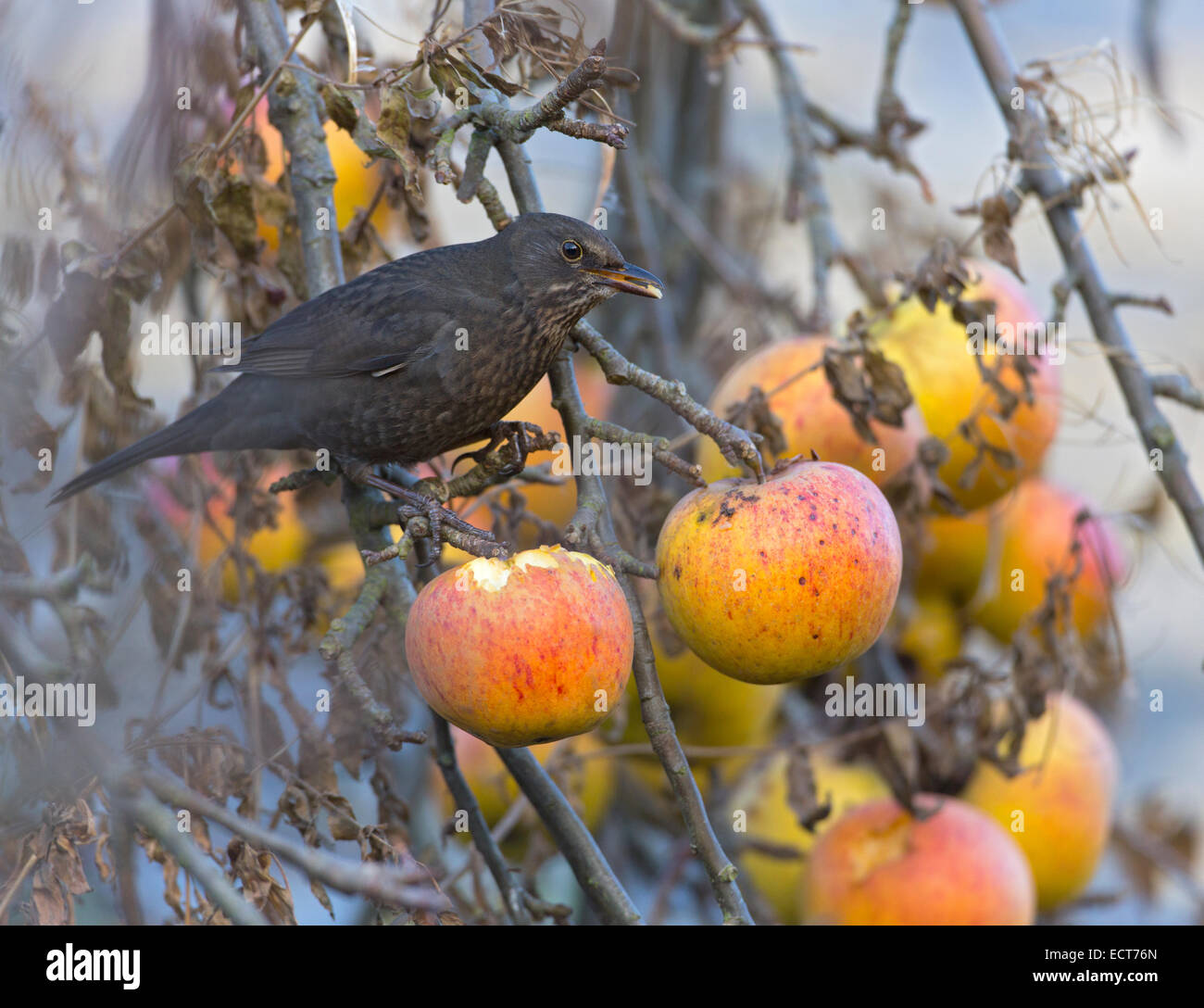 Blackbird eating apples hi-res stock photography and images - Alamy