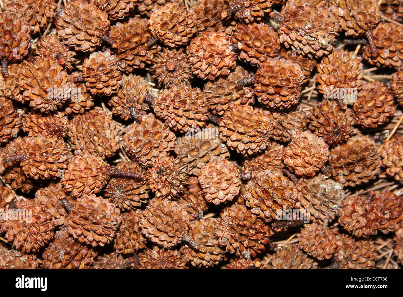 Tree seeds hi-res stock photography and images - Alamy