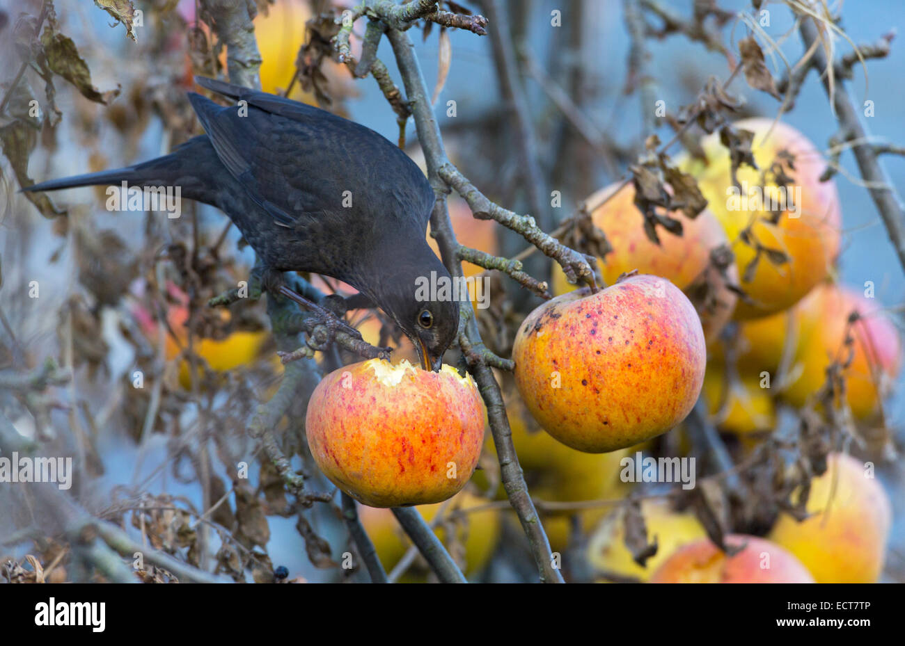 Blackbird eating apples hi-res stock photography and images - Alamy