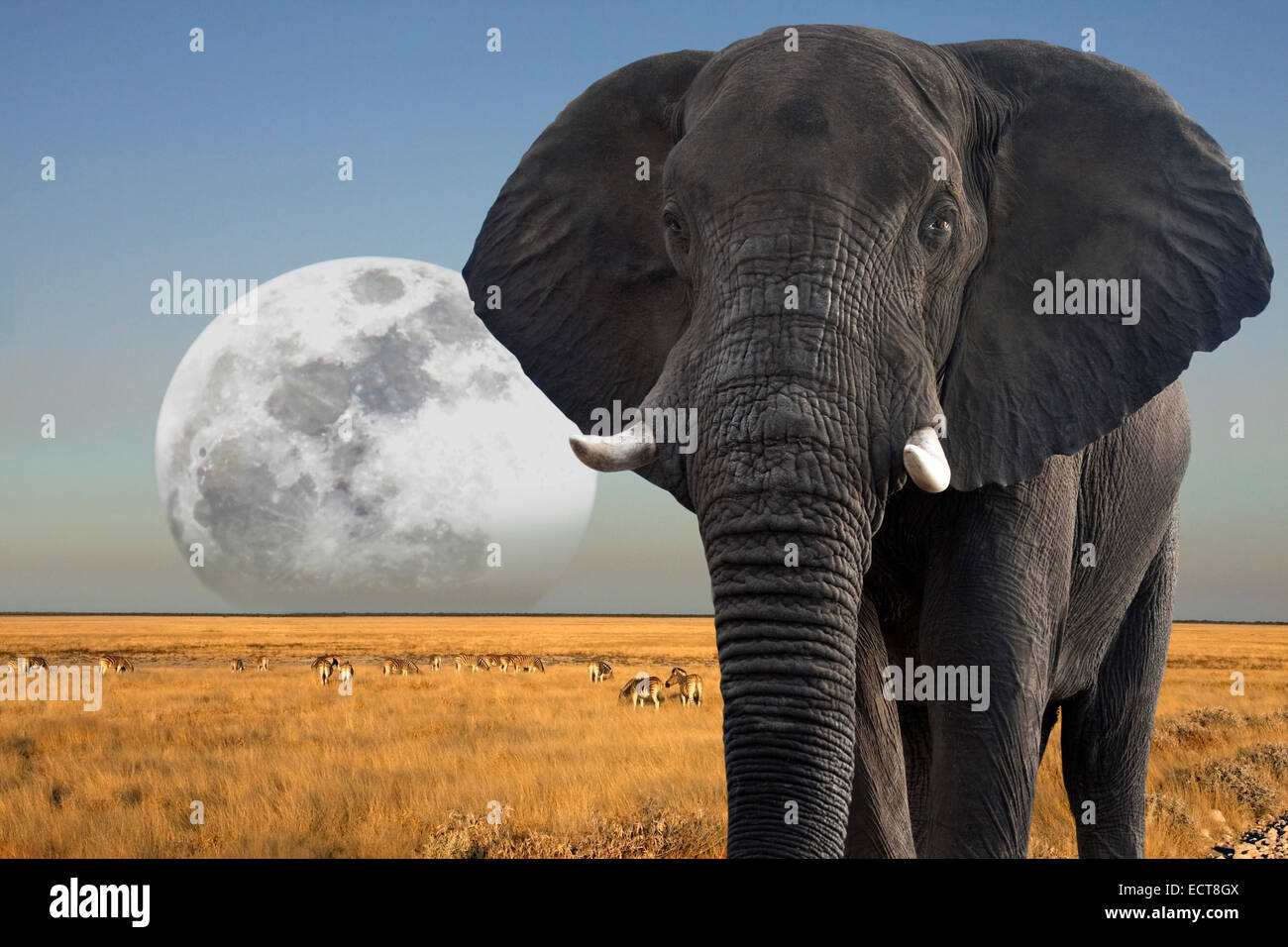 African Elephant (Loxodonta africana) - Moon rising over wildlife in ...