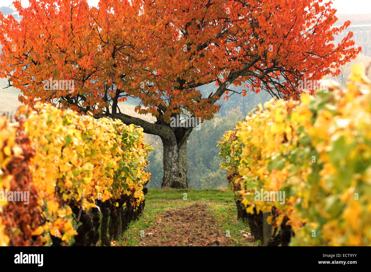 Colored field of grapes in autumn-Vineyard Stock Photo - Alamy