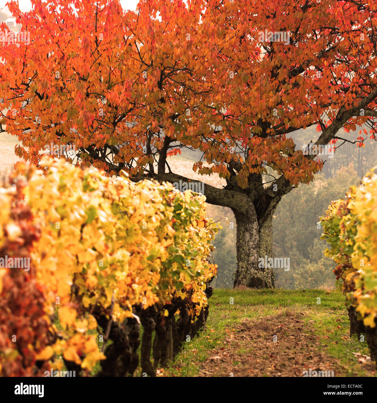 Colored field of grapes in autumn-Vineyard Stock Photo - Alamy