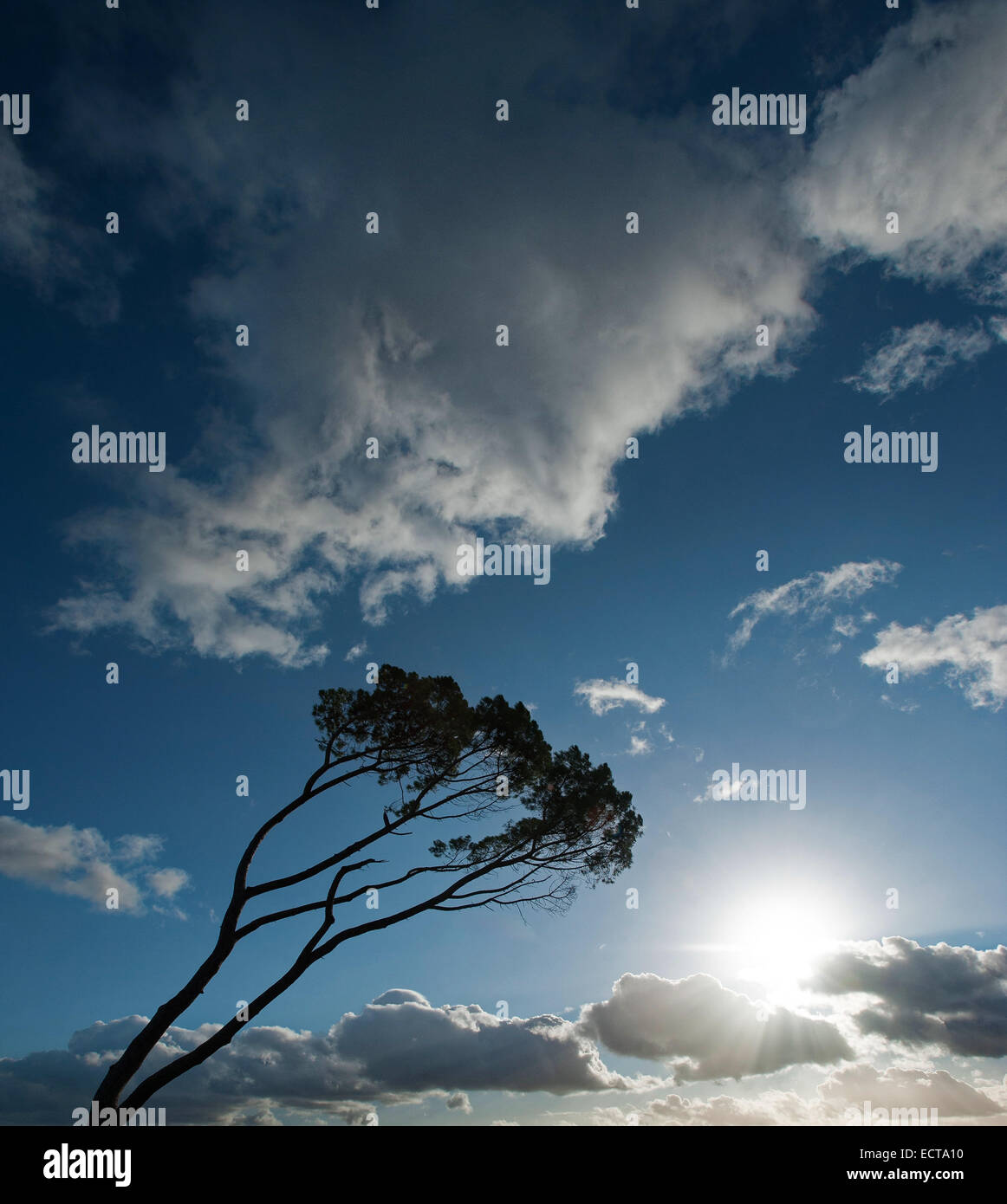 Wind swept tree hi-res stock photography and images - Alamy