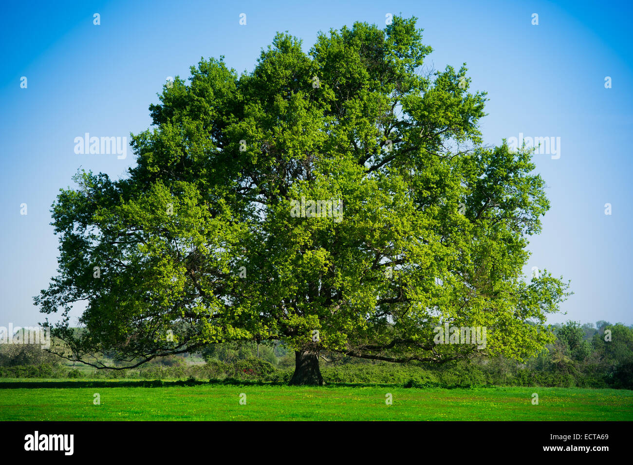 Summer Landscape-Beautiful lonely tree Stock Photo - Alamy