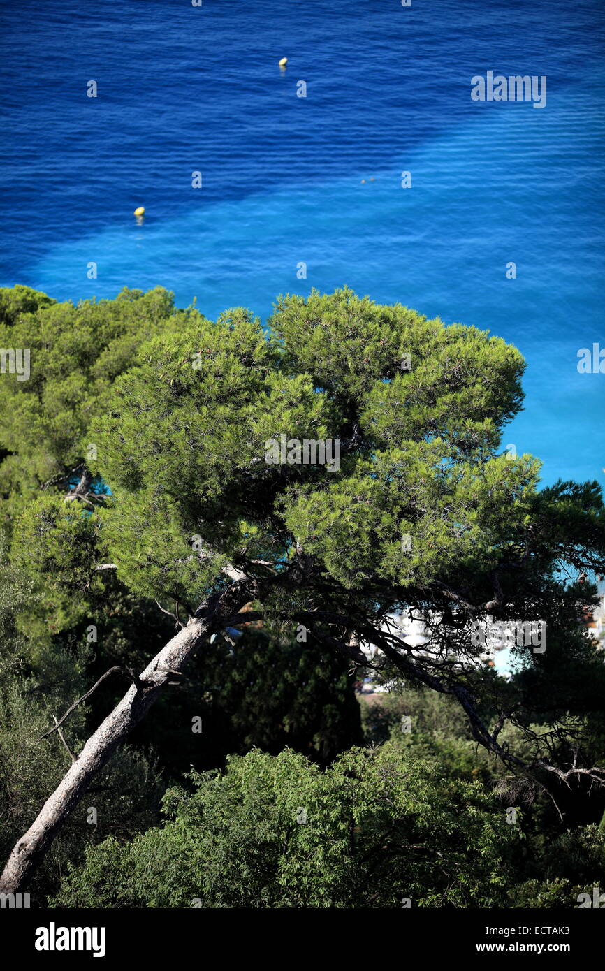 Typical mediterranean vegetation hi-res stock photography and images ...