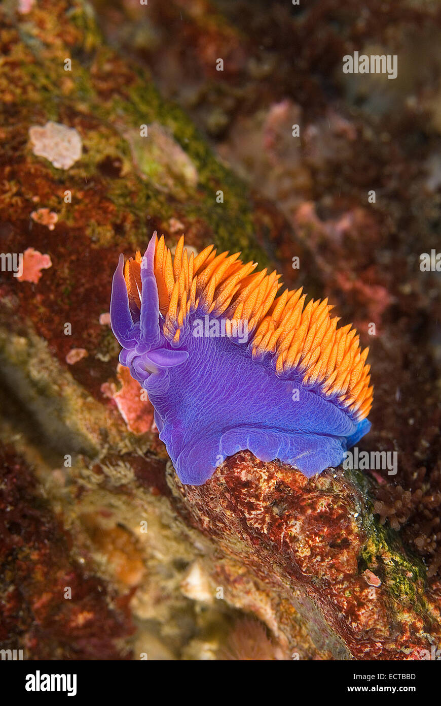 Spanish shawl sea slug hi-res stock photography and images - Alamy