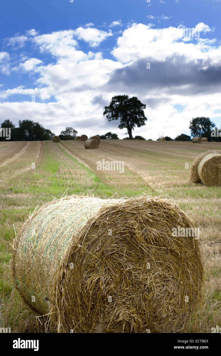 Hay off the field hi-res stock photography and images - Alamy
